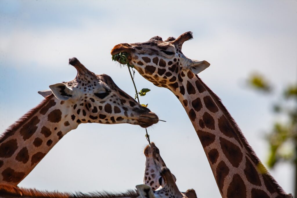 National Zoo Lovers Day: APRIL 8TH