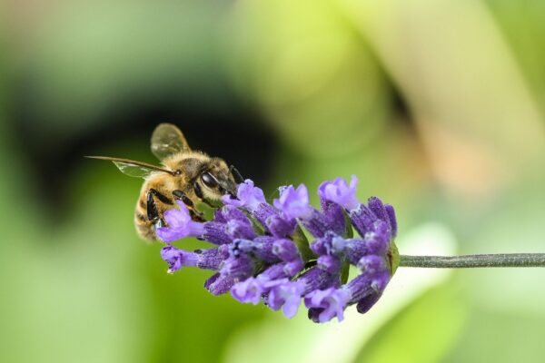 National Pollinator Week: June 23–29