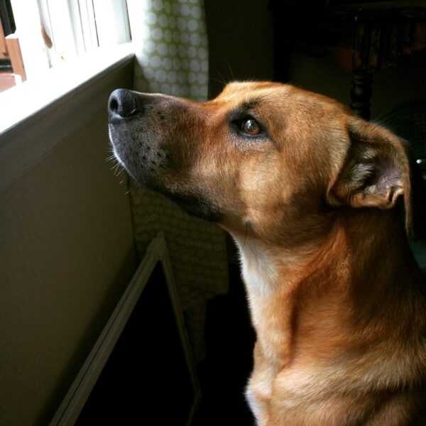 National Mutt Day, on July 31